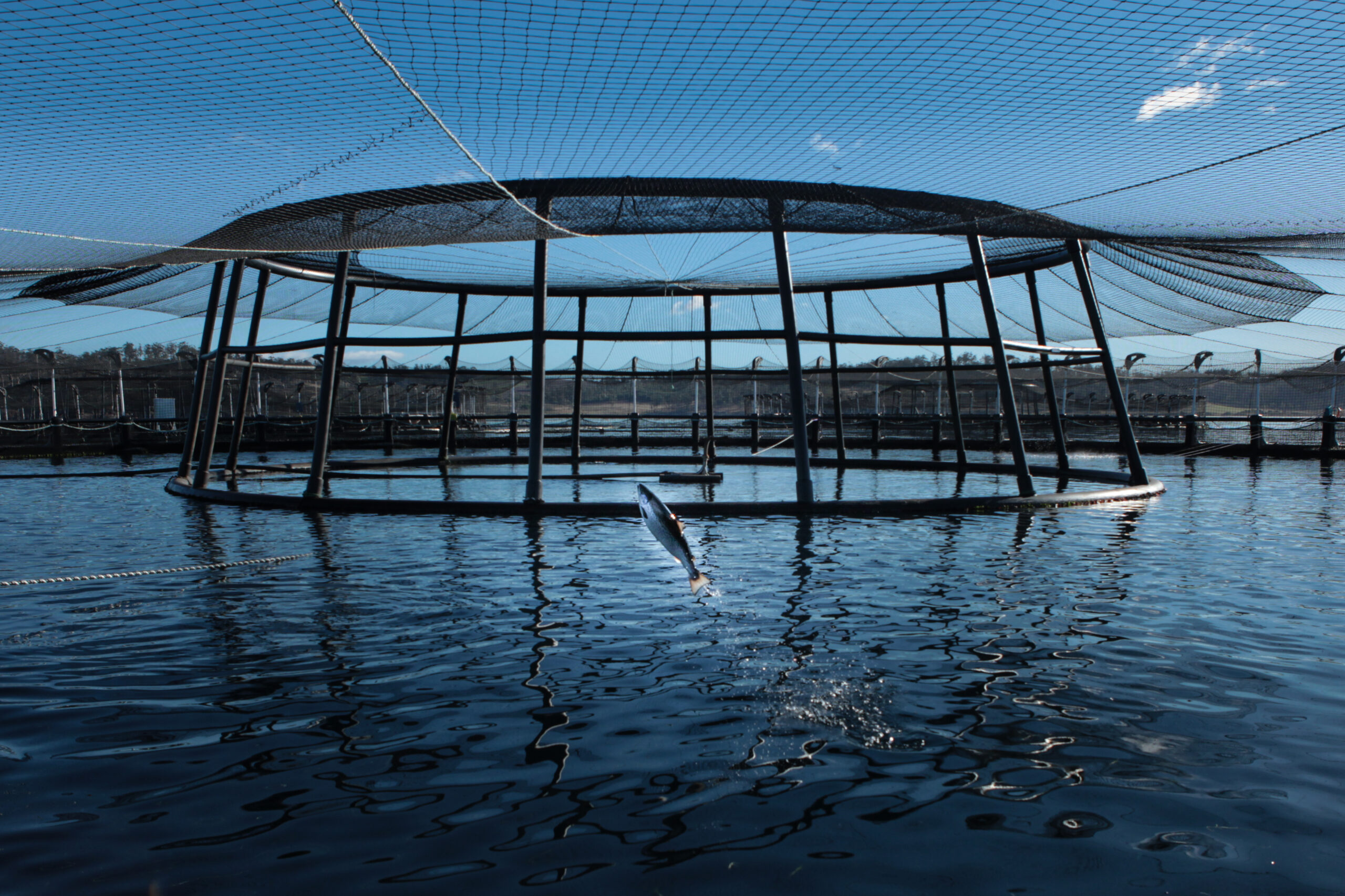 Antibiotic use - Tassal Group